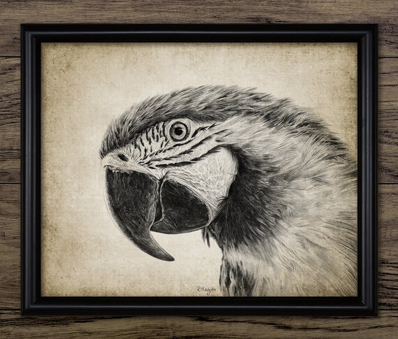 Macaw Pencil Drawing