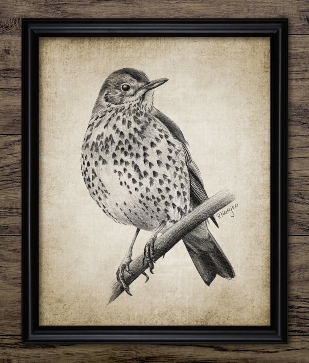Song Thrush Pencil Drawing, Printable Garden Bird Drawing, British Song ...