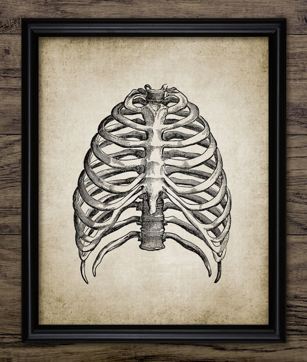 Human Rib Cage Wall Art Printable Skeleton Human Anatomy - Etsy
