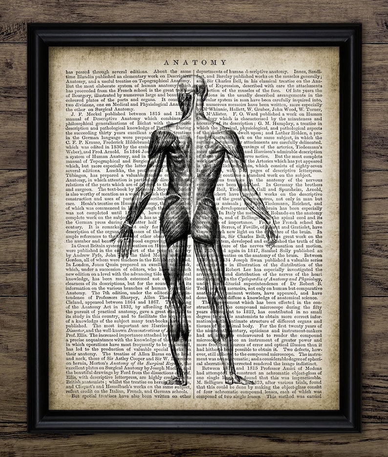 Human Muscle Anatomy Wall Art Printable Anatomy Fitness Gym - Etsy