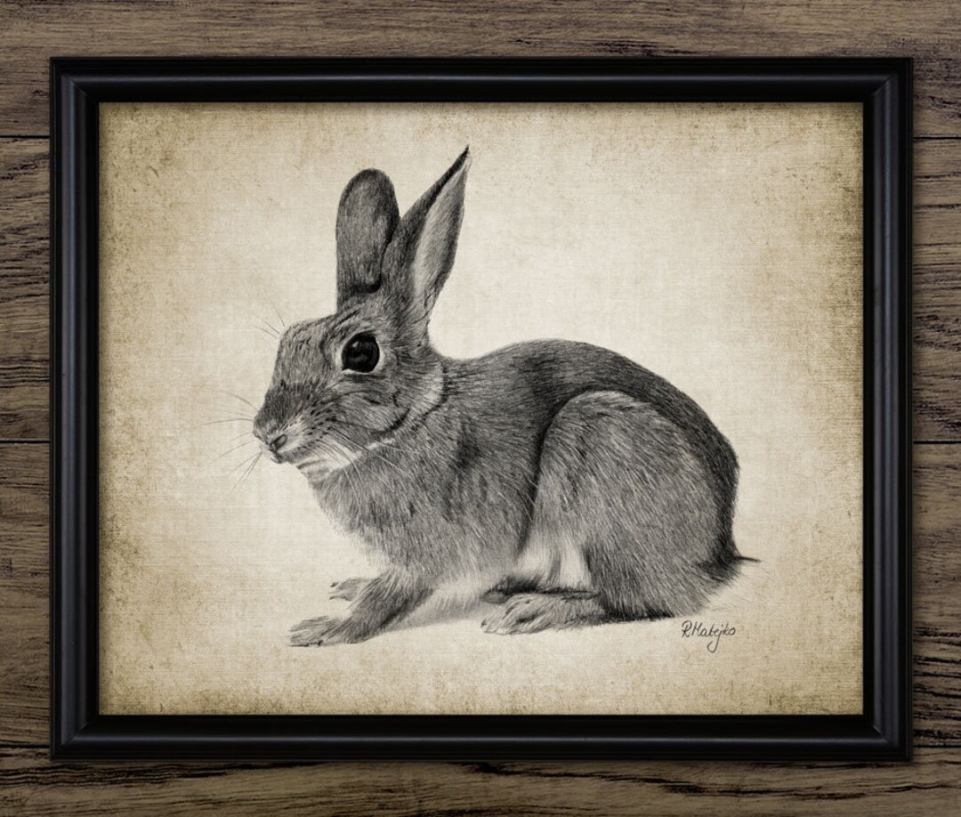 Rabbit Pencil Drawing, Printable Rabbit Drawing, Rabbit Wall Art ...