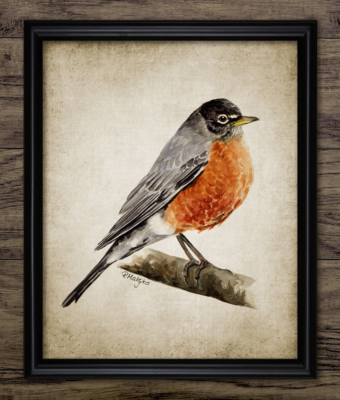 American Robin Watercolor Painting Printable Robin Bird - Etsy