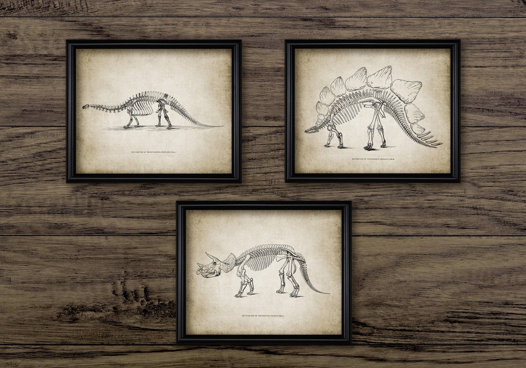 Dinosaur Wall Art Set of 3, Brontosaurus Skeleton Anatomy, Triceratops ...