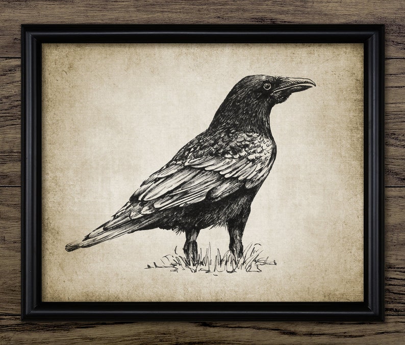 Raven Pencil Drawing Printable Raven Drawing Raven Crow - Etsy