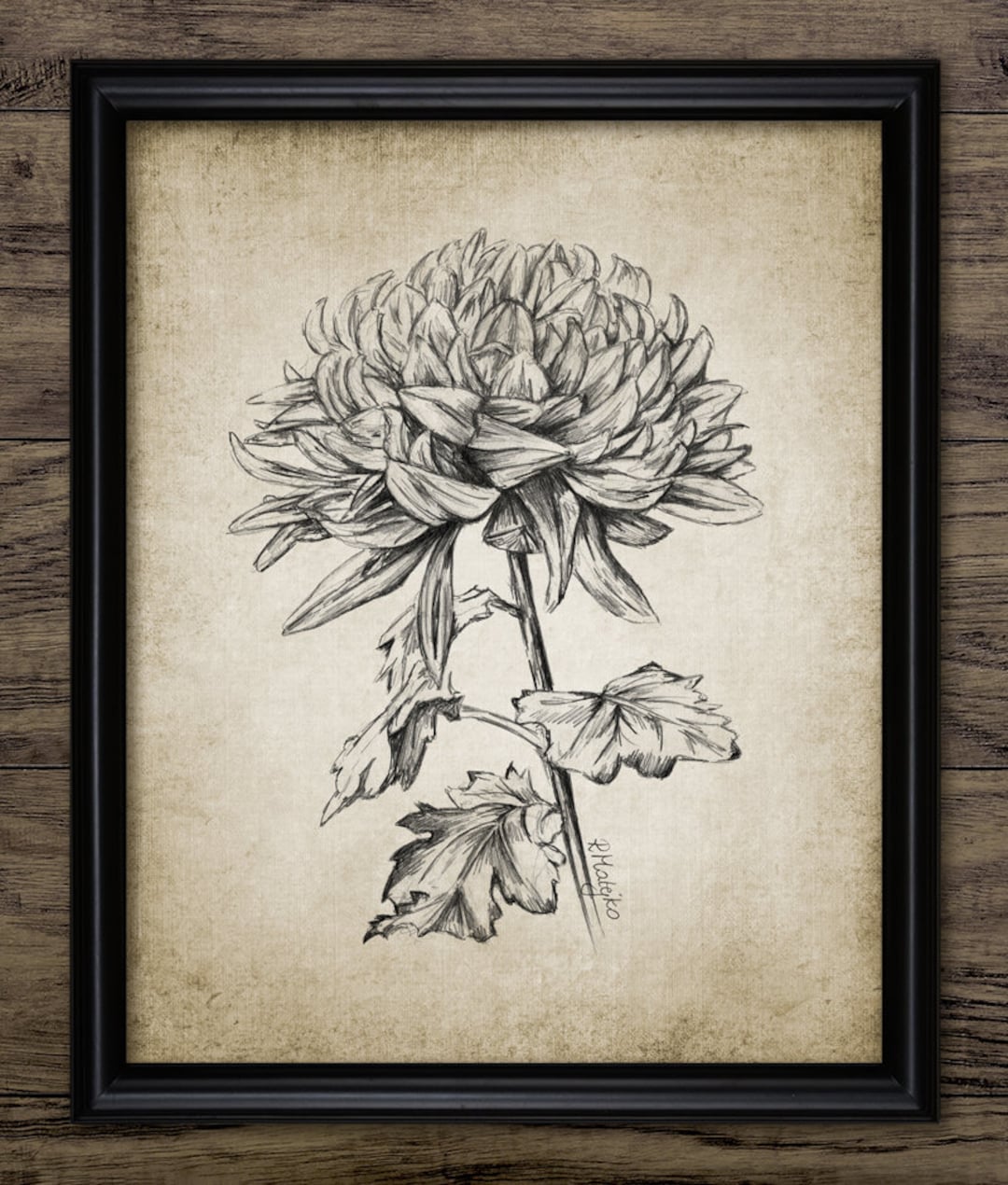 Chrysanthemum Flower Pencil Drawing Wall Art, Printable Garden Flower ...