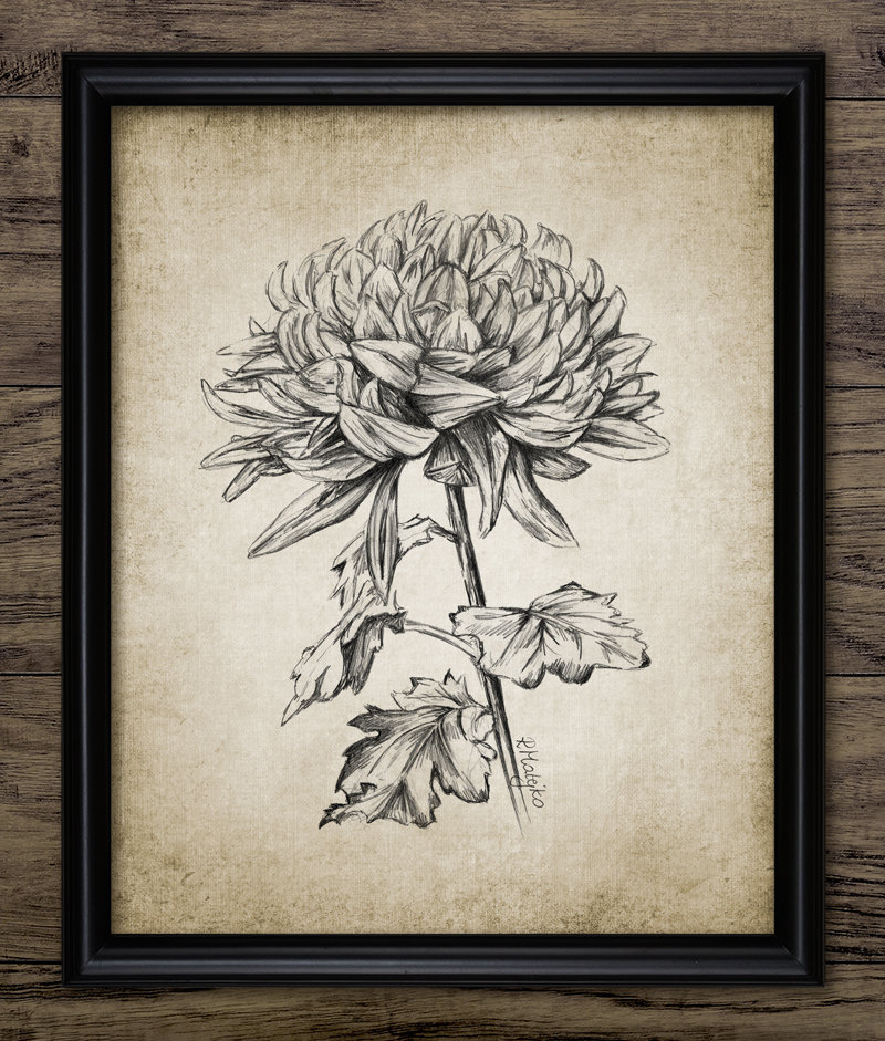 Chrysanthemum Drawing