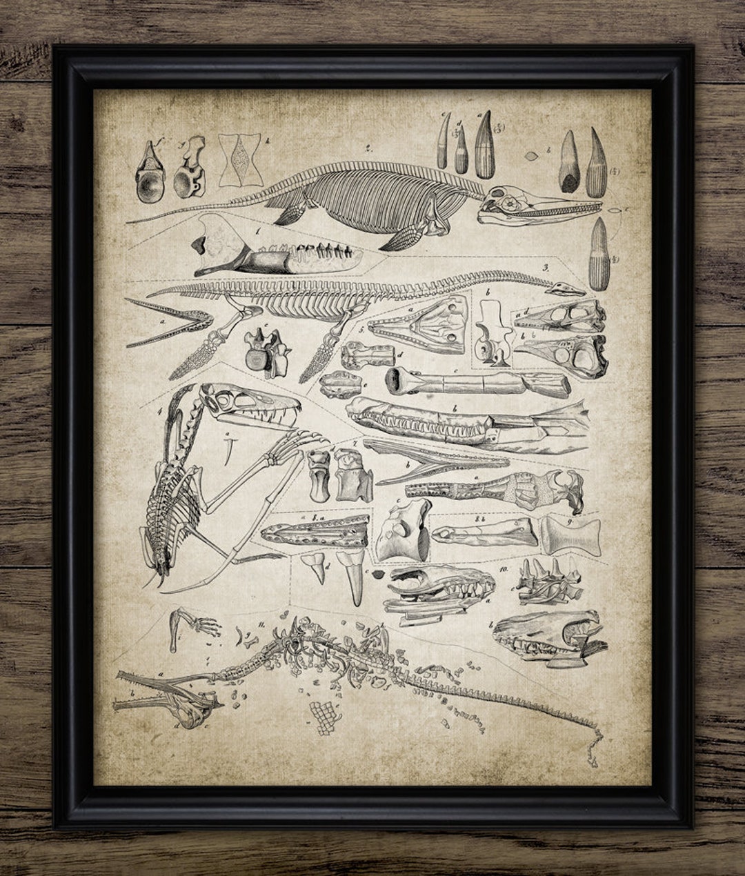 Prehistoric Marine Reptile Art, Plesiosaur Skeleton, Liopleurodon ...