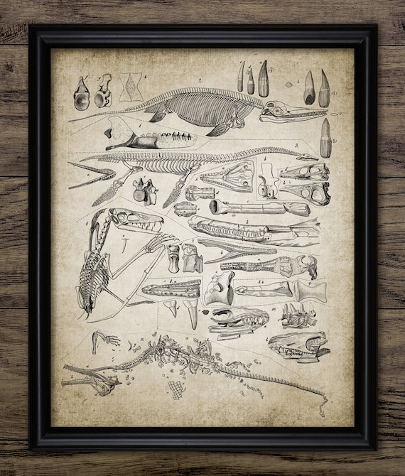 Plesiosaur Skeleton Drawing