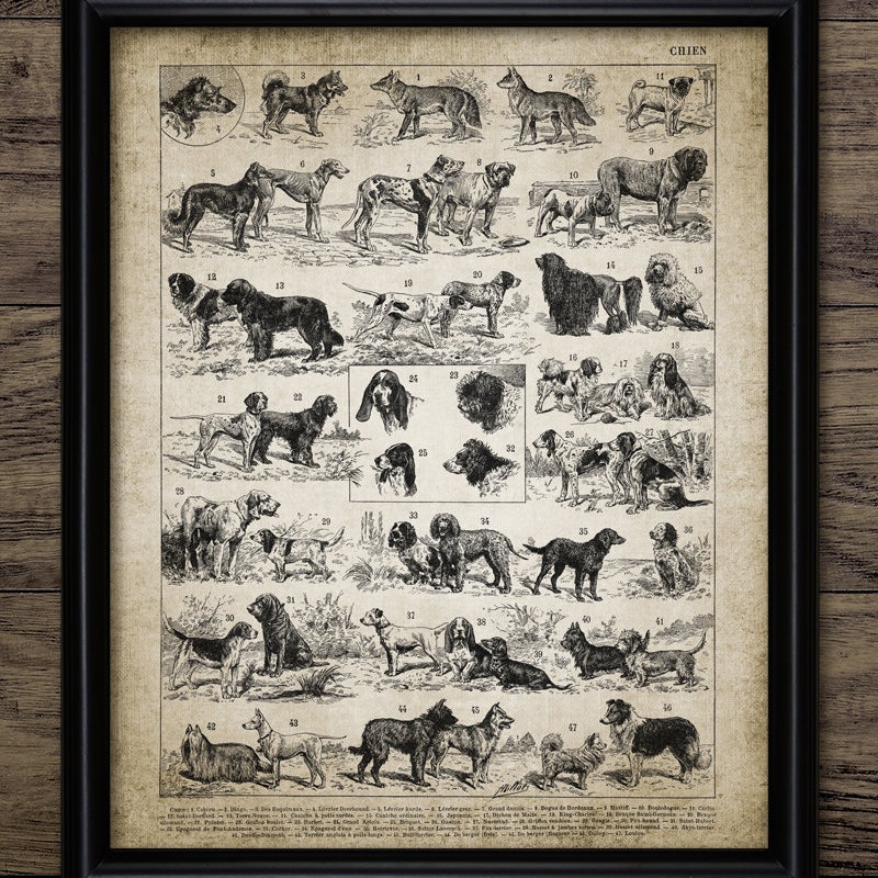 Dog Breeds Poster - Etsy