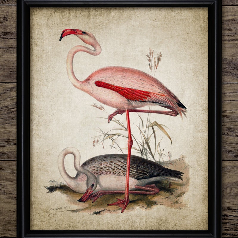 Vintage Flamingo - Etsy