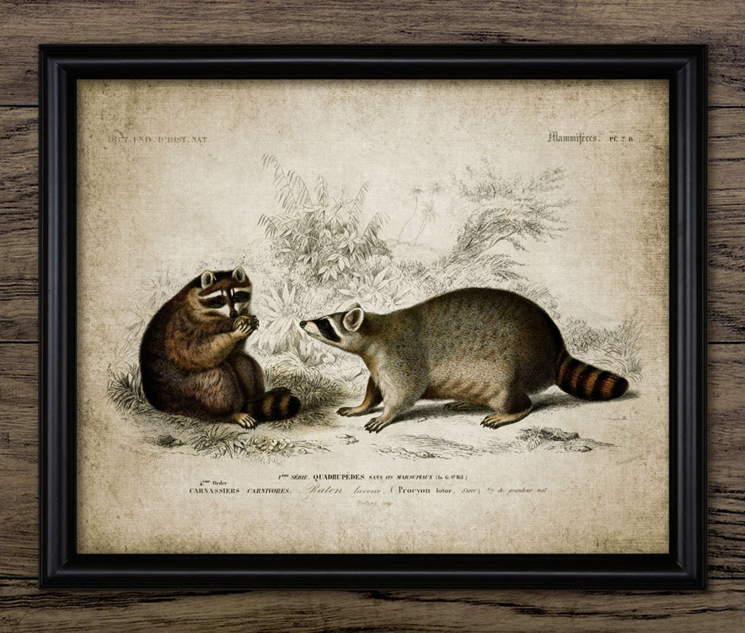 Vintage Raccoon Wall Art, Printable Raccoons, Common Raccoon, North ...