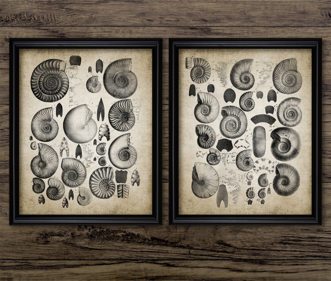 Ammonite Wall Art Set of 2, Printable Ammonite, Paleontology, Fossil ...