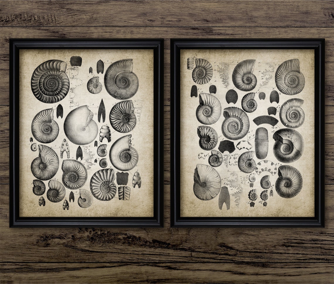 Ammonite Wall Art Set of 2 Printable Ammonite Paleontology | Etsy