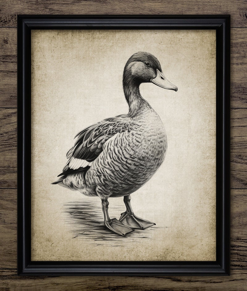 Duck Drawing, Printable Duck Drawing, Mallard Duck Wall Art, Duck Bird ...