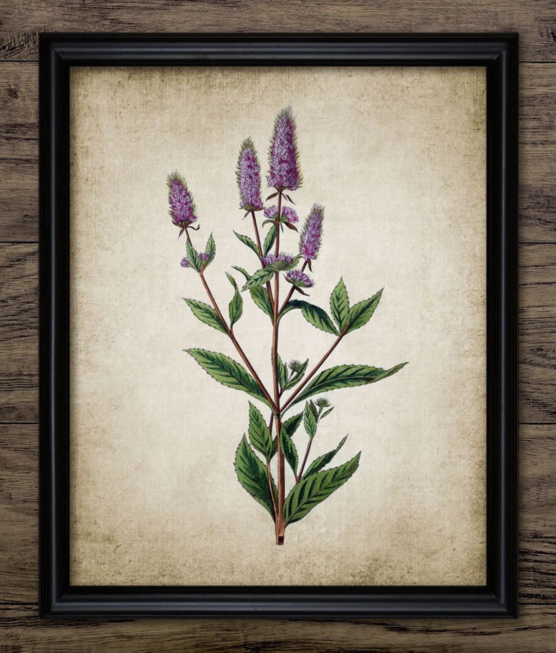 Vintage Peppermint Plant Wall Art, Printable Peppermint, Antique ...