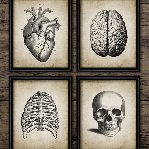 Human Anatomy Wall Art Set of 4 Printable Human Anatomy - Etsy