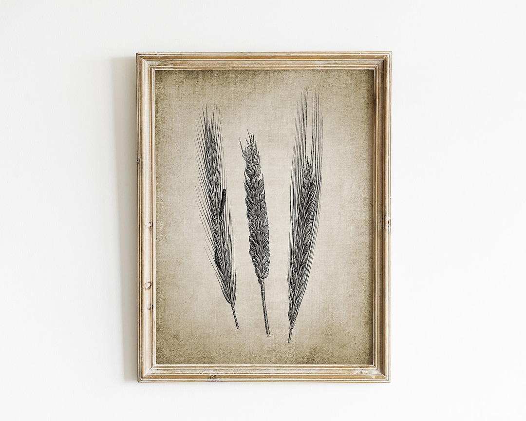 Wheat Wall Art, Printable Wheat Illustration, Wheat Cereal Art ...