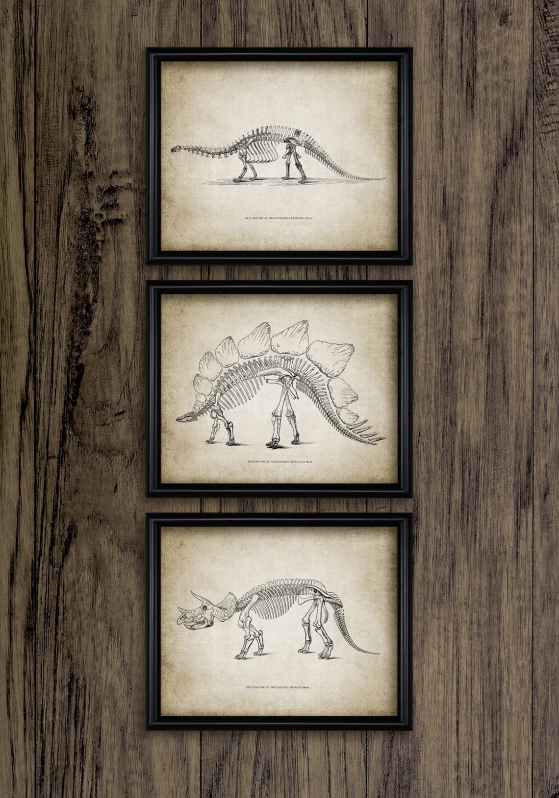 Dinosaur Wall Art Set of 3 Brontosaurus Skeleton Anatomy | Etsy