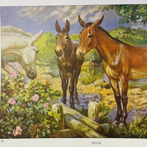 MULE by Edward Miner 1923 Cowboy Antique Illustration Horse Art Print ...