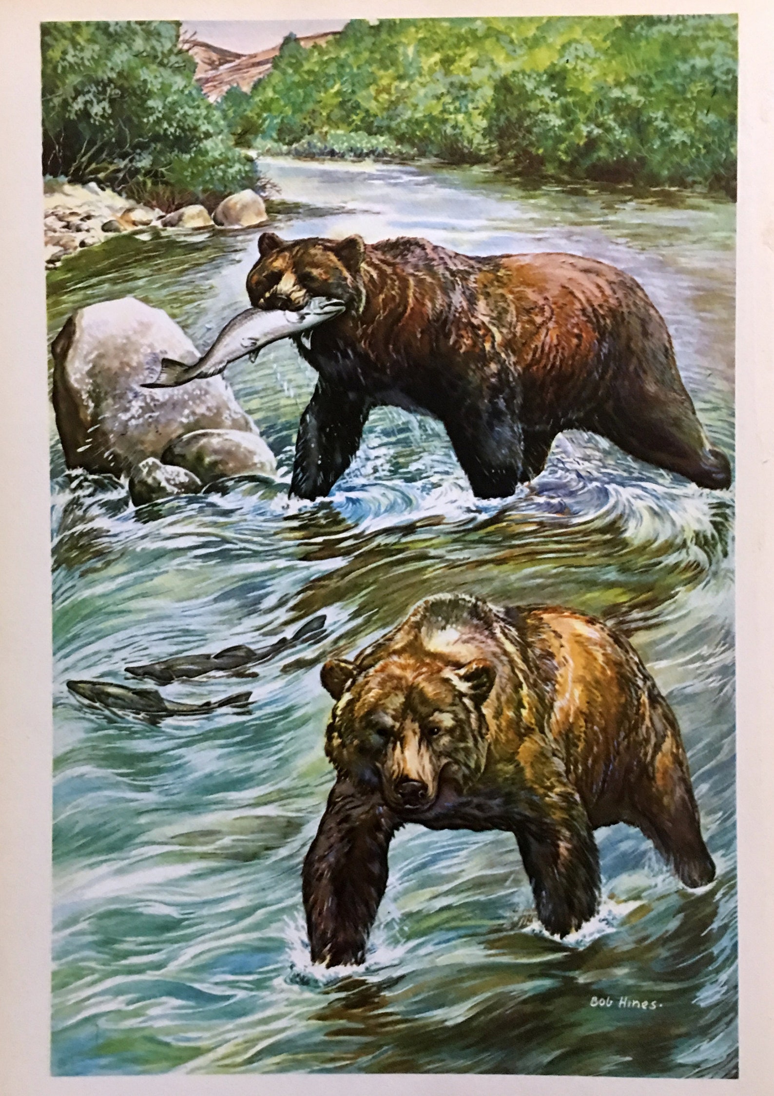 Bob Hines Wildlife Art Print 1946 Grizzly Brown Bears Antique | Etsy