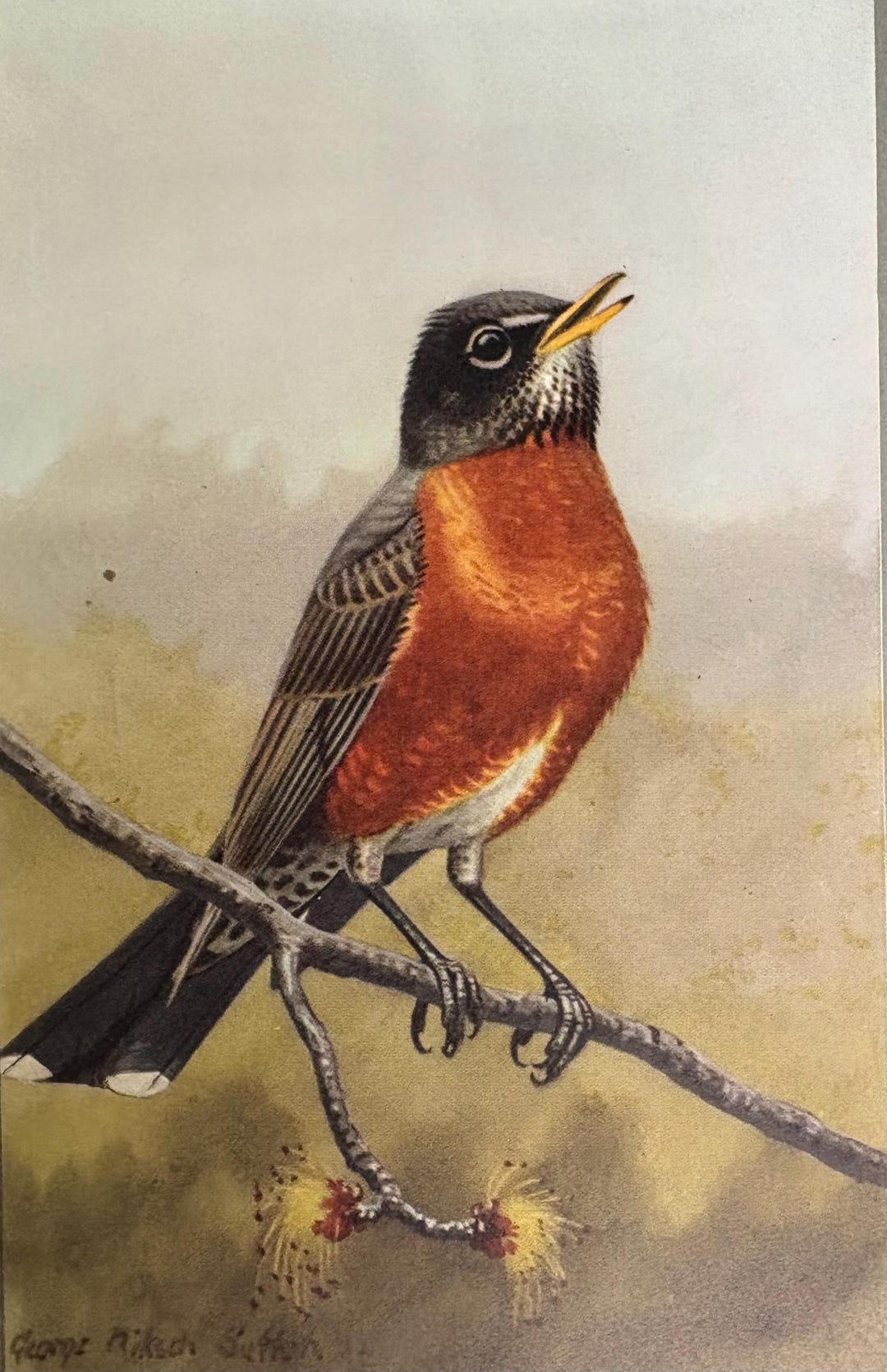 George Miksch Sutton Bird Art Print Robin 1934 Antique Chromolithograph ...