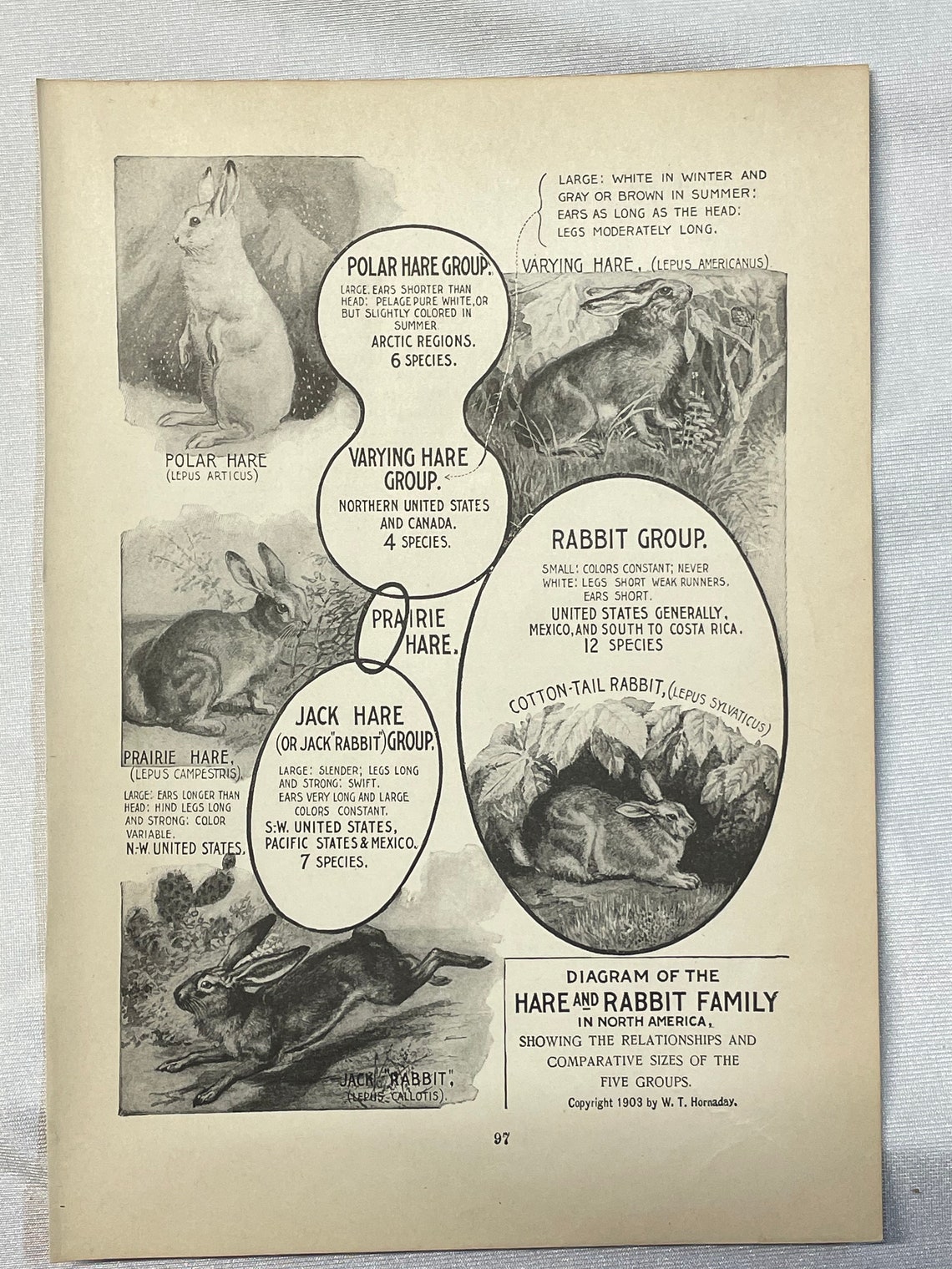 Diagram of the Hare and RABBIT Family 1904 Black White Print - Etsy