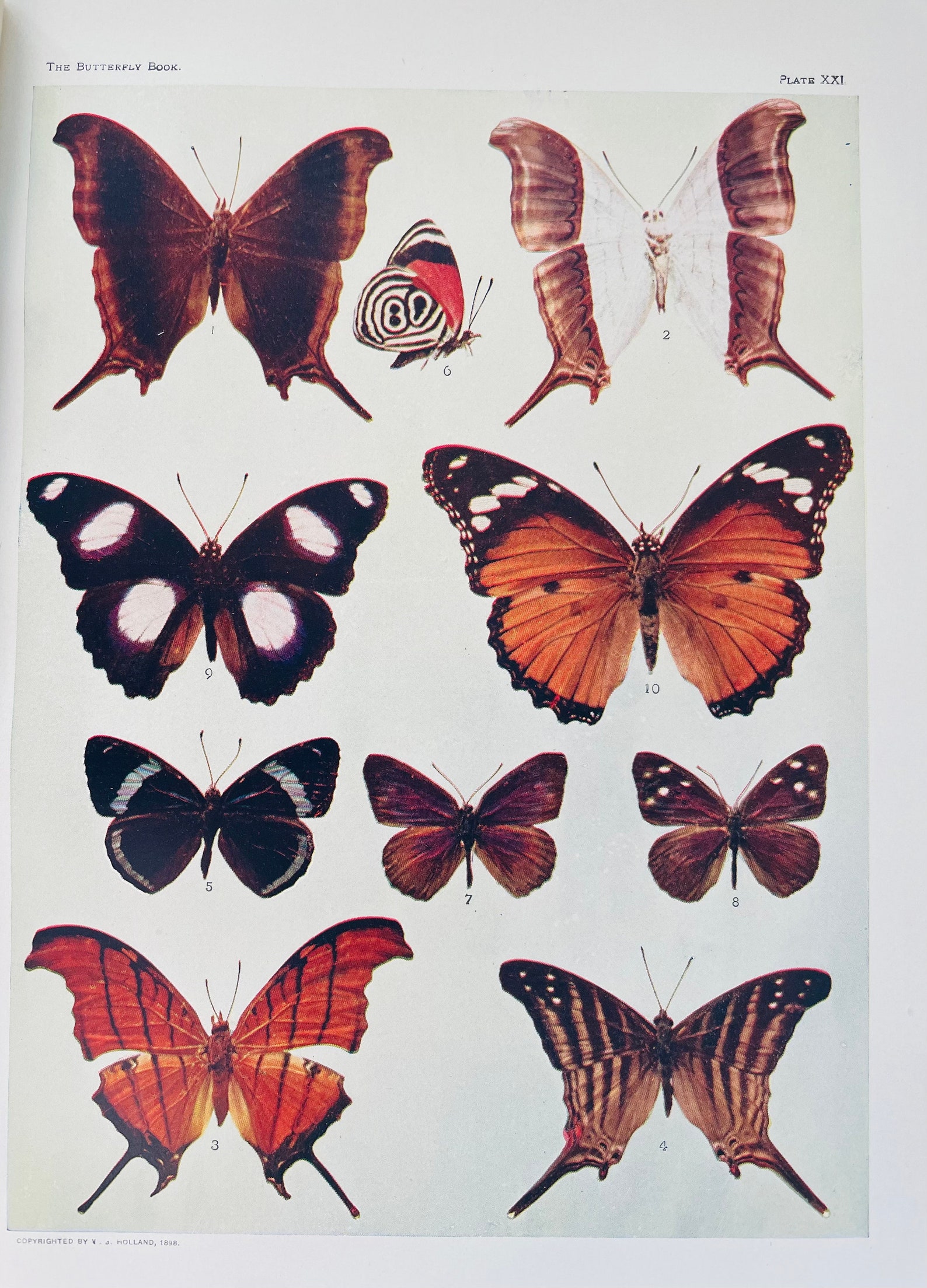 Butterfly Art Print Holland 1898 Timetes Callicore Eunisa Hypolimnas 10 ...