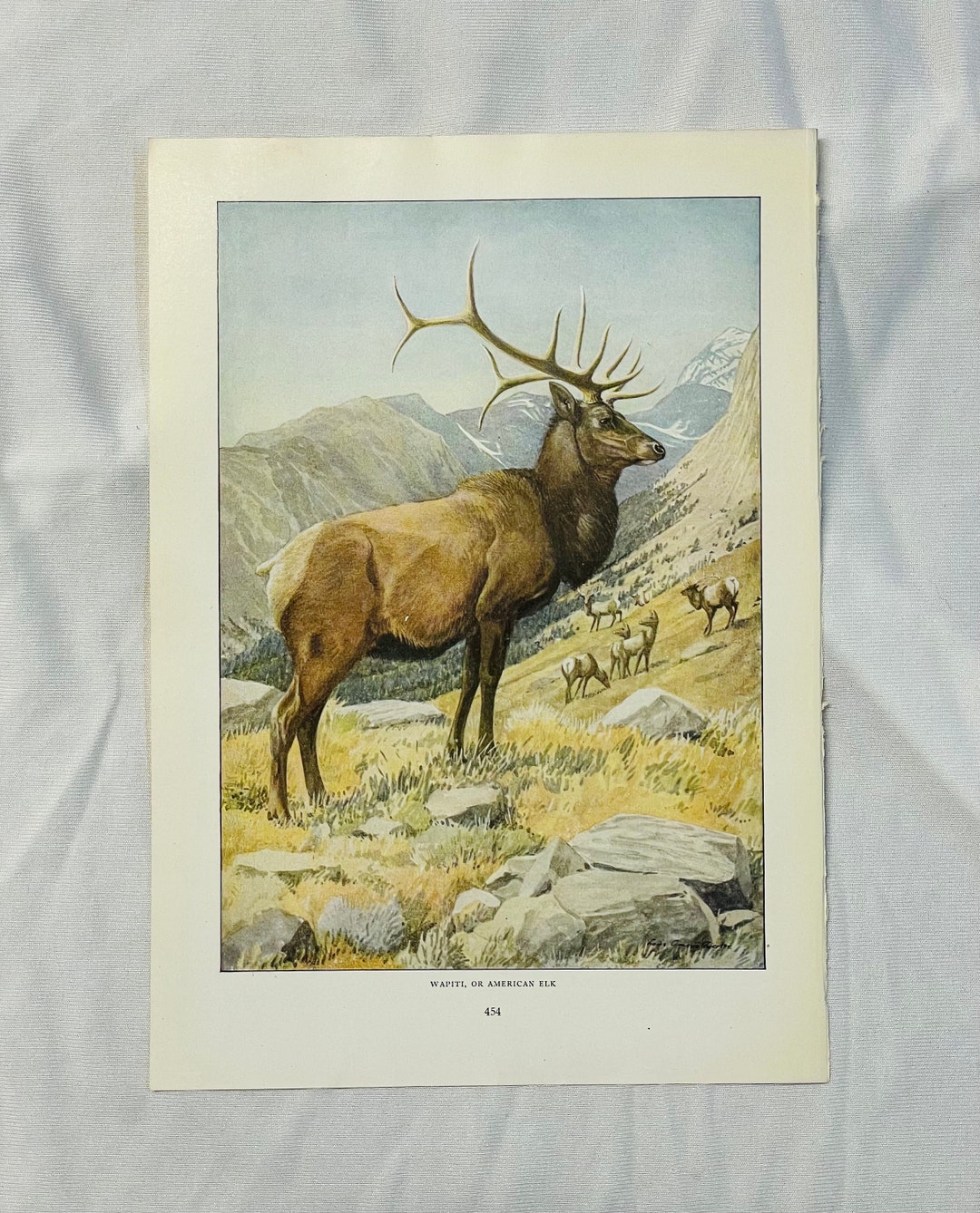Wapiti or American ELK Louis Agassiz Fuertes Vintage Print 1918 ...