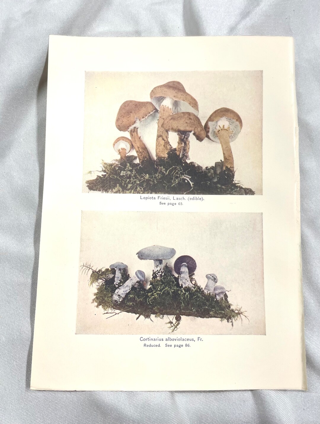 Lepiota Friesii Lasch + Cortinarius Alboviolaceus Fr Mushroom Colour ...