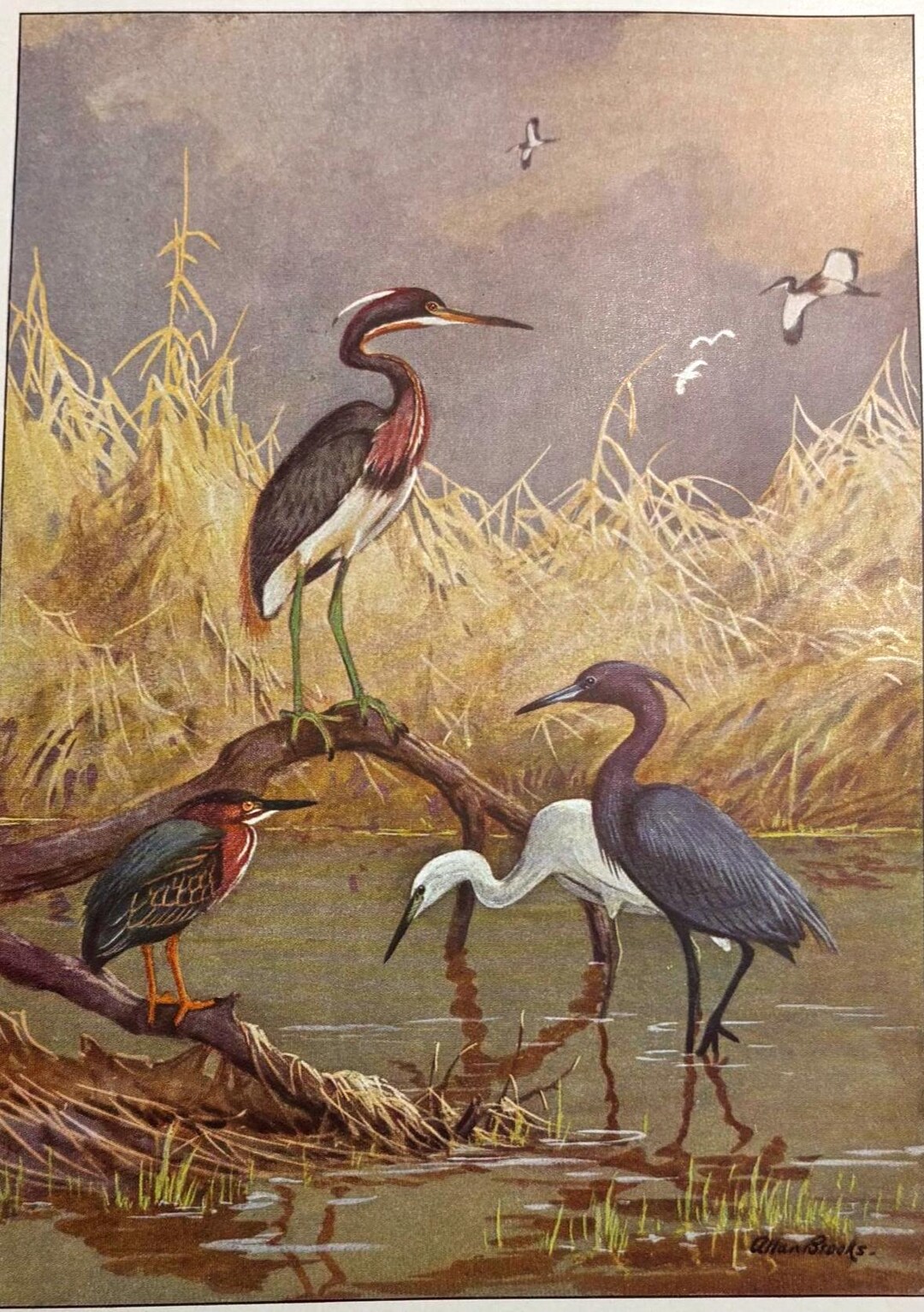 HERON Allan Brooks 1937 Print Color Illustration Bird Blue Green ...
