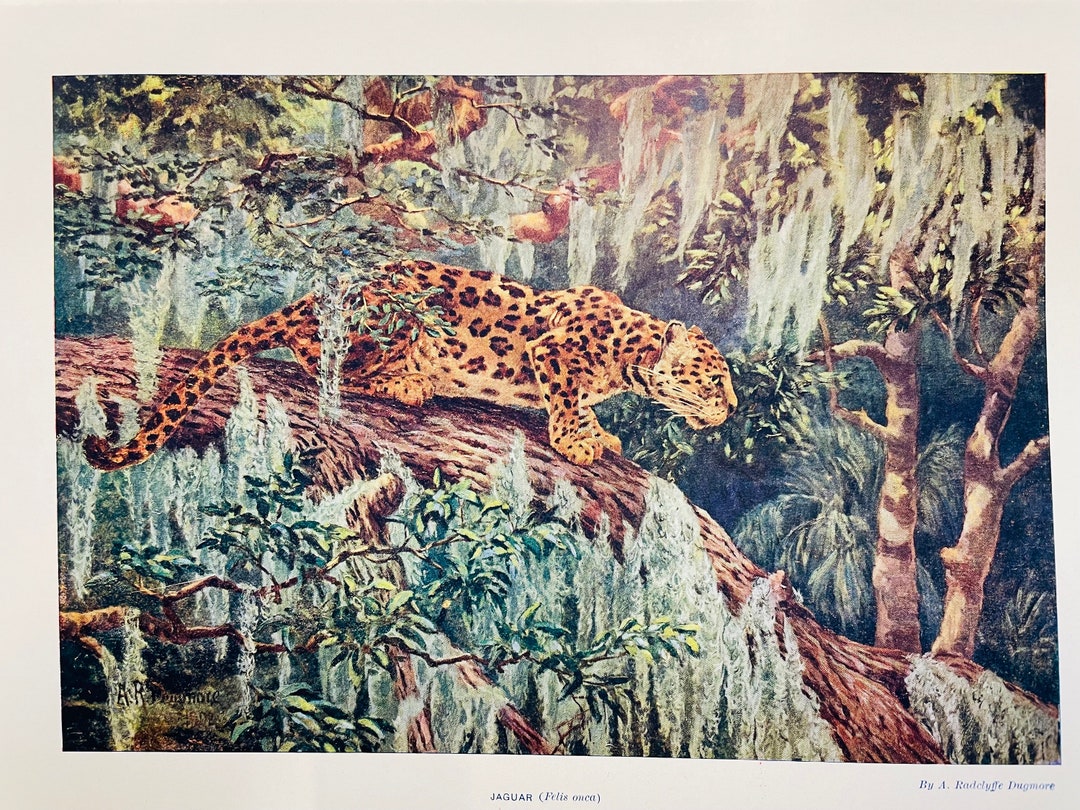 JAQUAR Vintage Print 1904 Cat Wildlife Art A Radclyffe Dugmore - Etsy