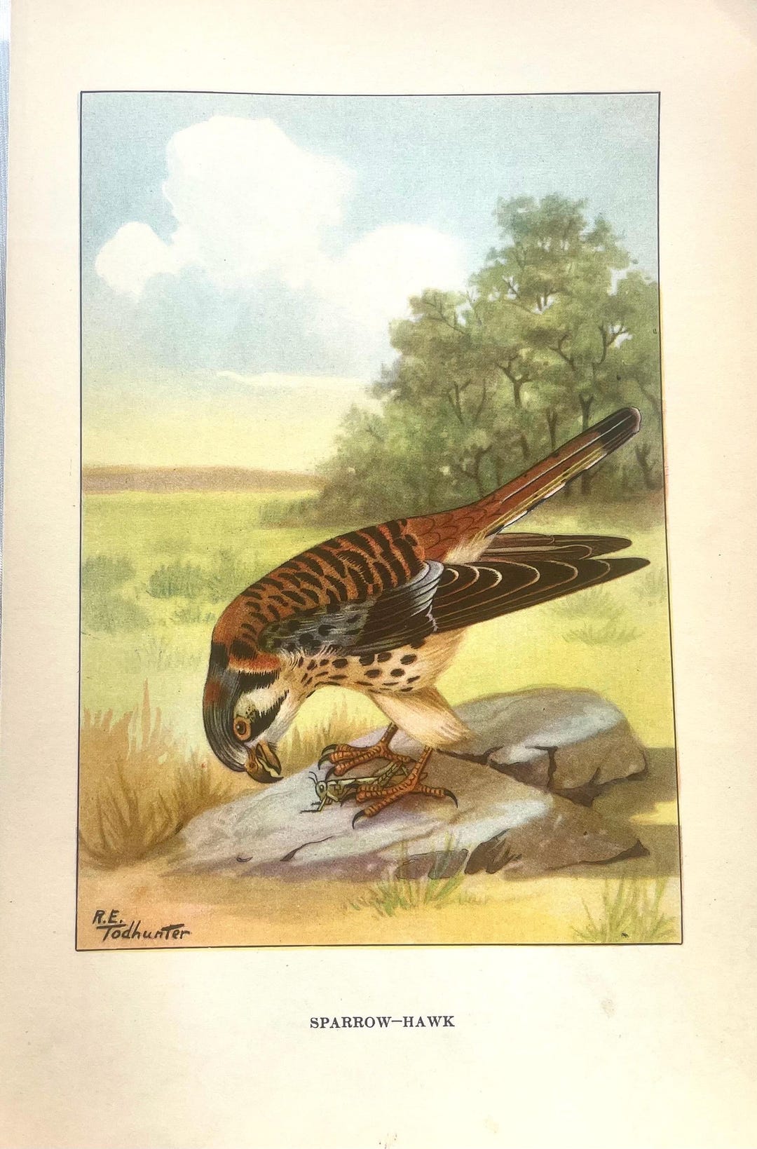 Sparrow HAWK 1926 Vintage R.E. TODHUNTER Birds Art Print Plate ...