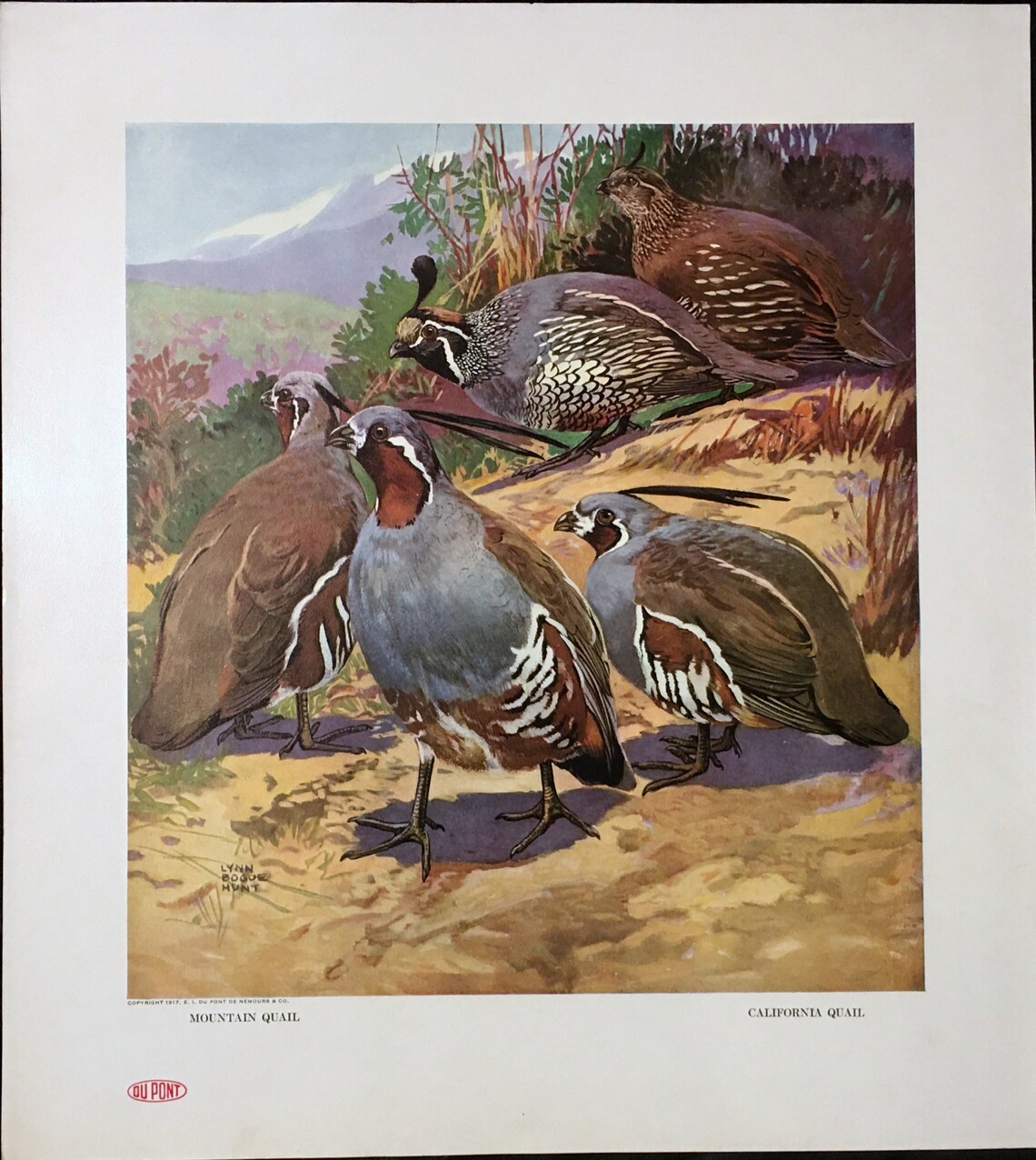 Lynn Bogue Hunt Mountain & California Quail 1917 Du Pont Art - Etsy