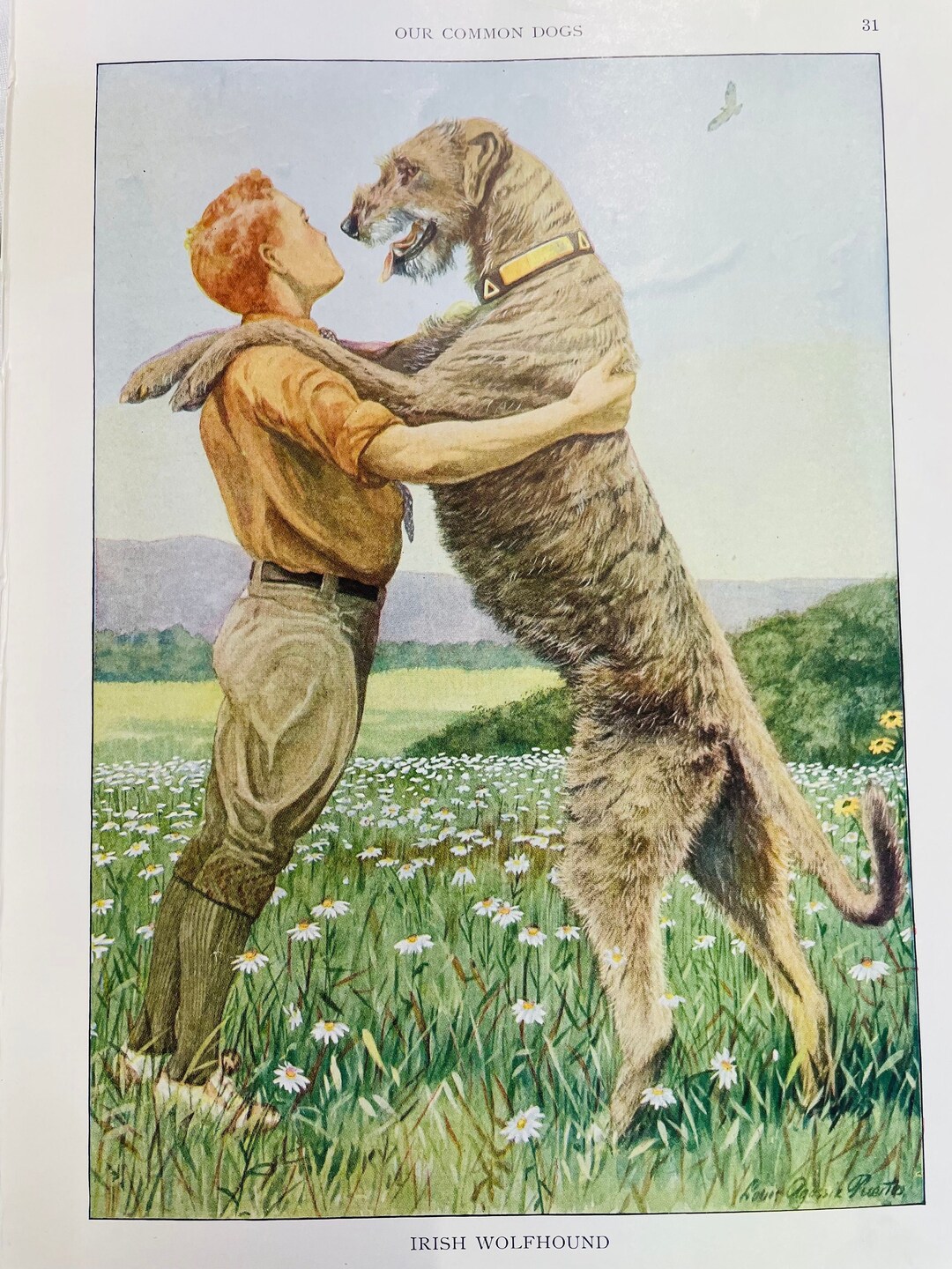 IRISH WOLFHOUND Dog Print Louis Agassiz Fuertes 1927 Antique ...