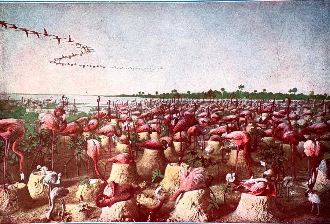 American Flamingo Colony From the Bahamas Illustration 1932 Pink ...