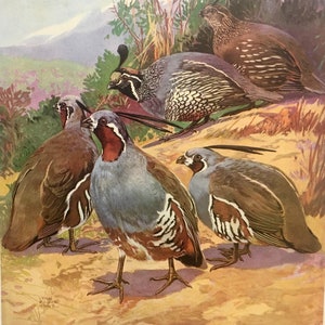 Lynn Bogue Hunt Mountain & California Quail 1917 Du Pont Art Print ...
