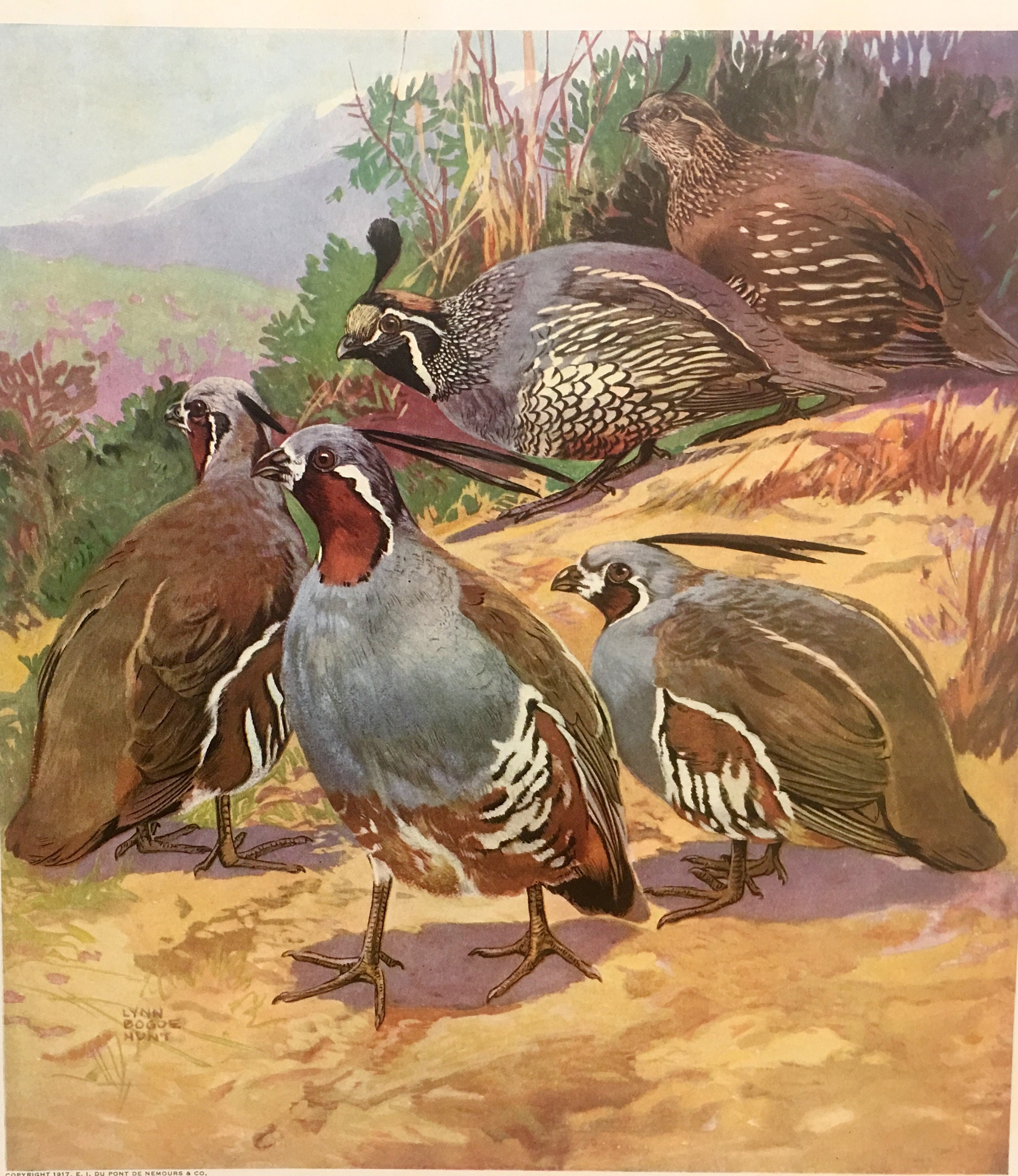 Mountain Quail for sale | Only 4 left at -60%