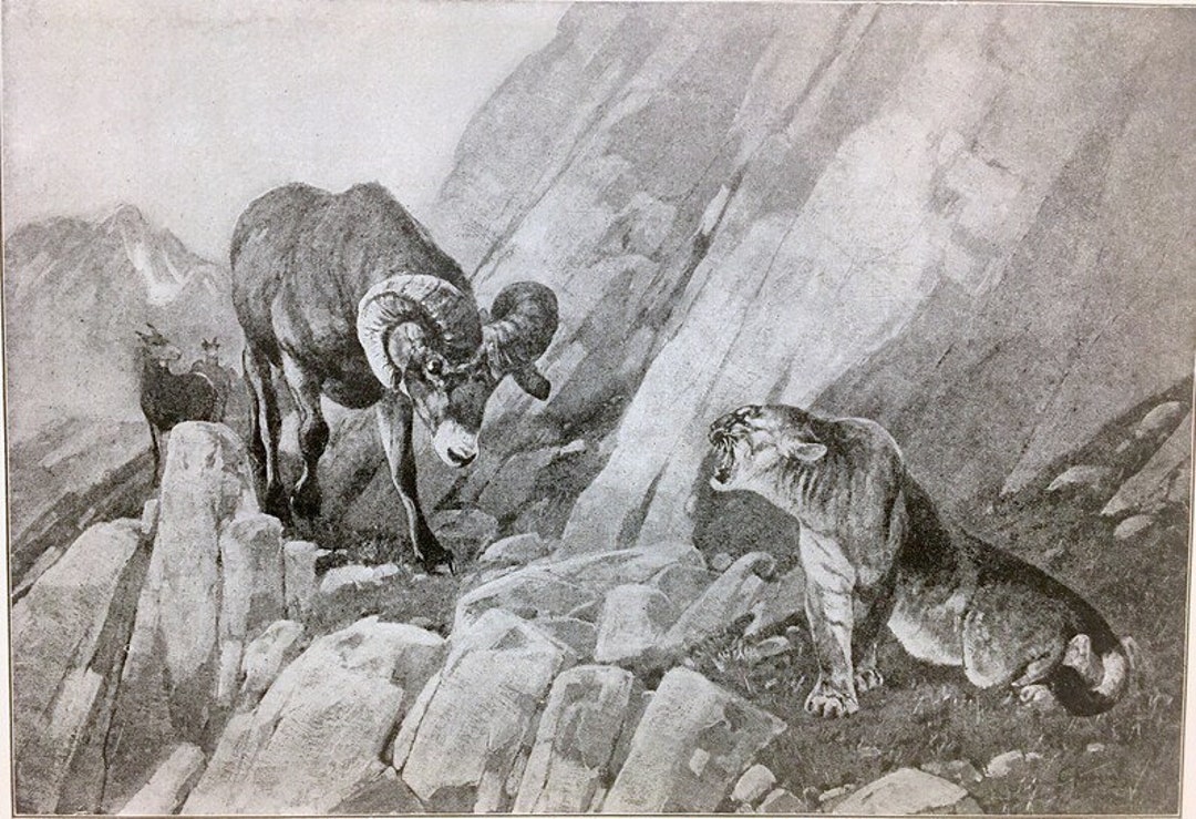 Mountain Lion Meets Bighorn Sheep Ram 1904 Rungius Black White Print - Etsy