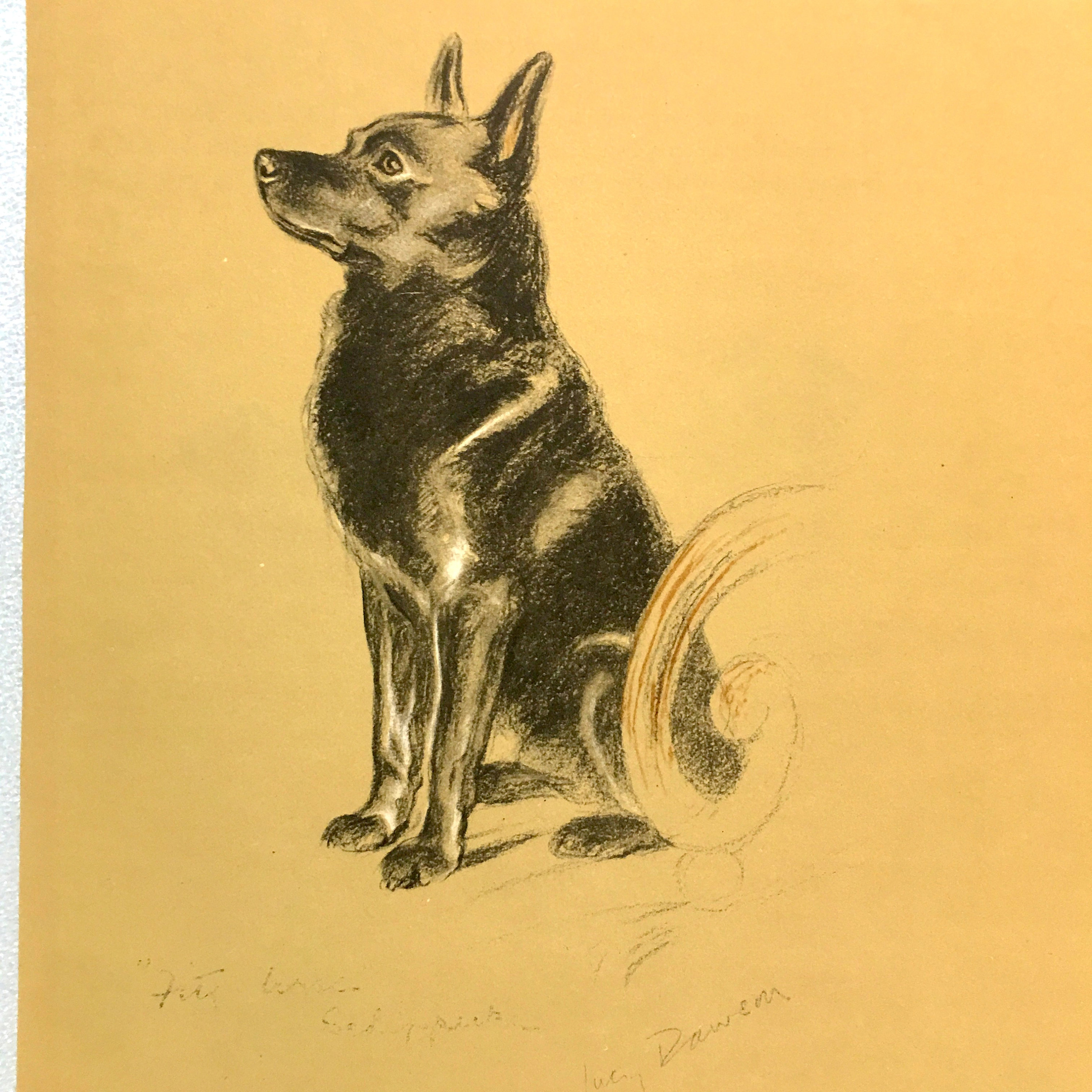 Schipperke Dog Drawing by Lucy Dawson Art Print 1940's - Etsy