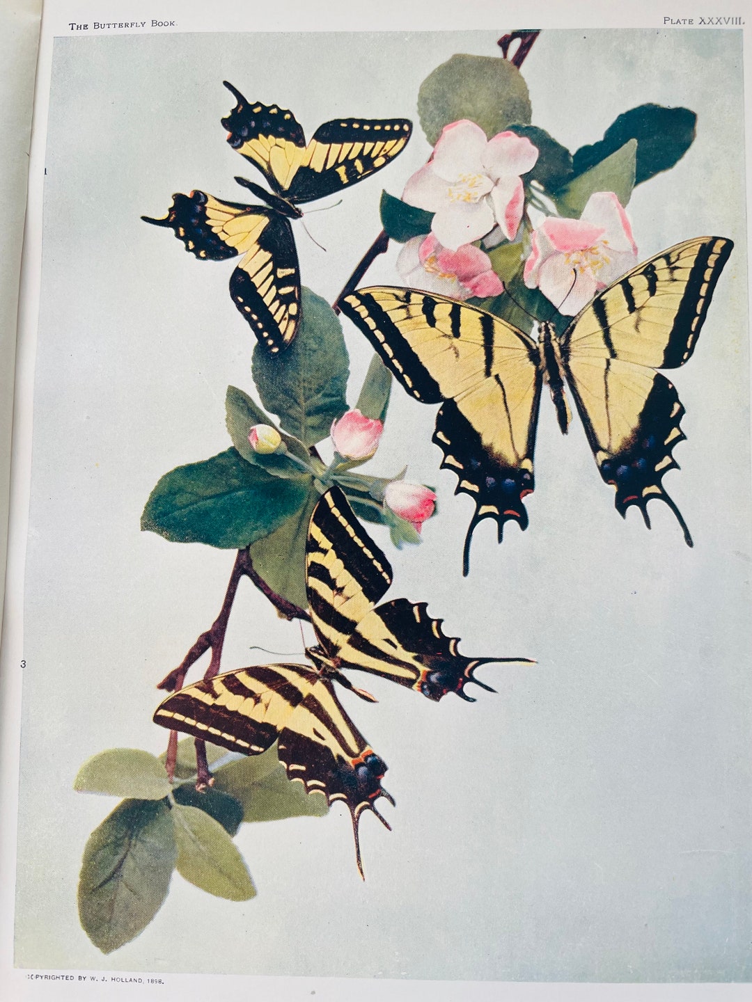 Butterfly Art Print Holland 1898 Papilio 3 Yellow Butterflies Plate ...