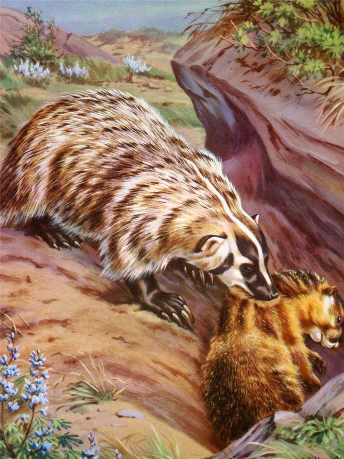 Walter Alois Weber 1934 Animal Art Print BADGER W Prey - Etsy