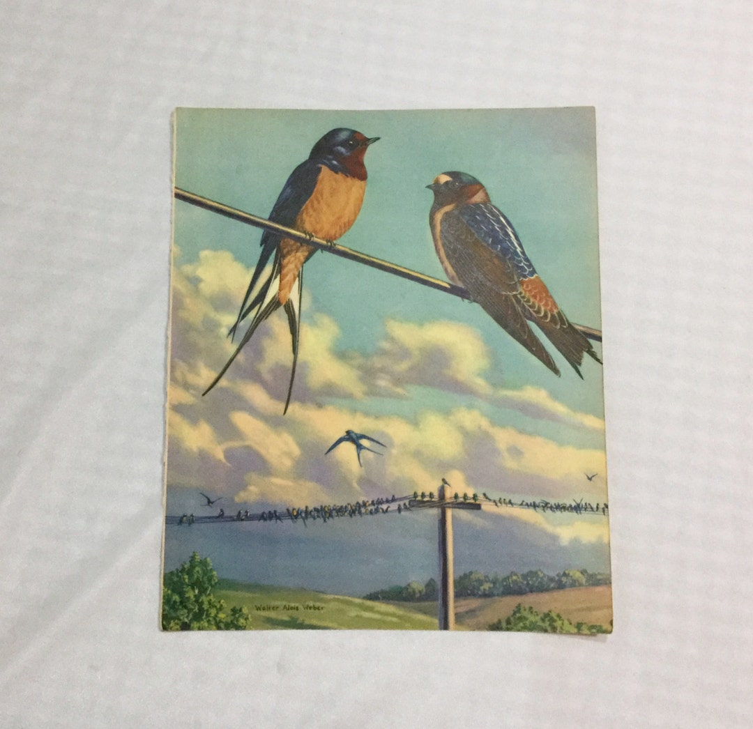 Walter Weber Bird Art Print: Cliff & Barn Swallows, 1933 Lithograph - Etsy