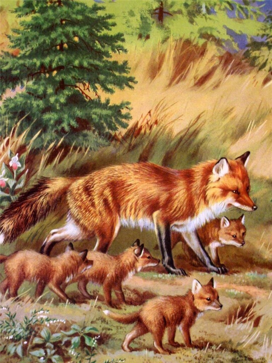 Walter Alois Weber FOX With Babies Art 1934 Animal Print - Etsy
