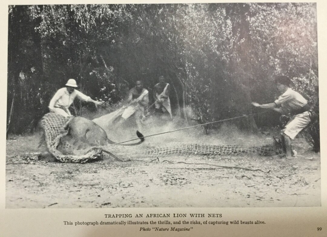 Trapping an African Lion With Nets Photo Nature Magazine 1933 Black ...