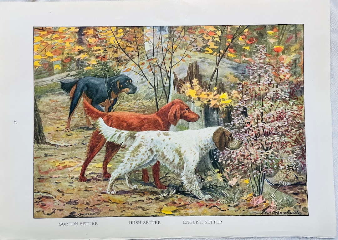 Irish Setter English & Gordon Dog Print Louis Agassiz Fuertes 1918 ...