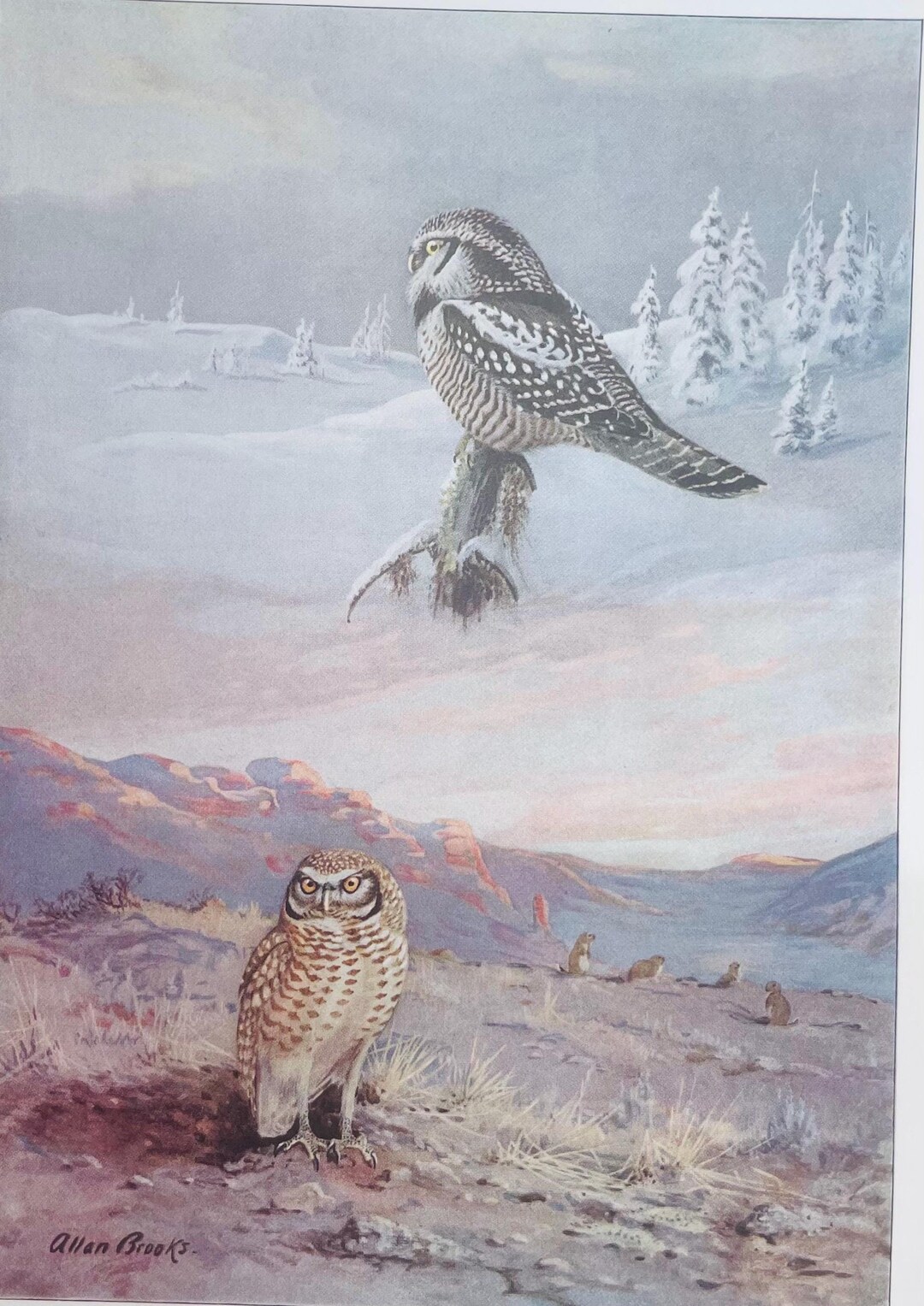American Hawk Owl & Burrowing Owl Allan Brooks 1937 Print Color ...