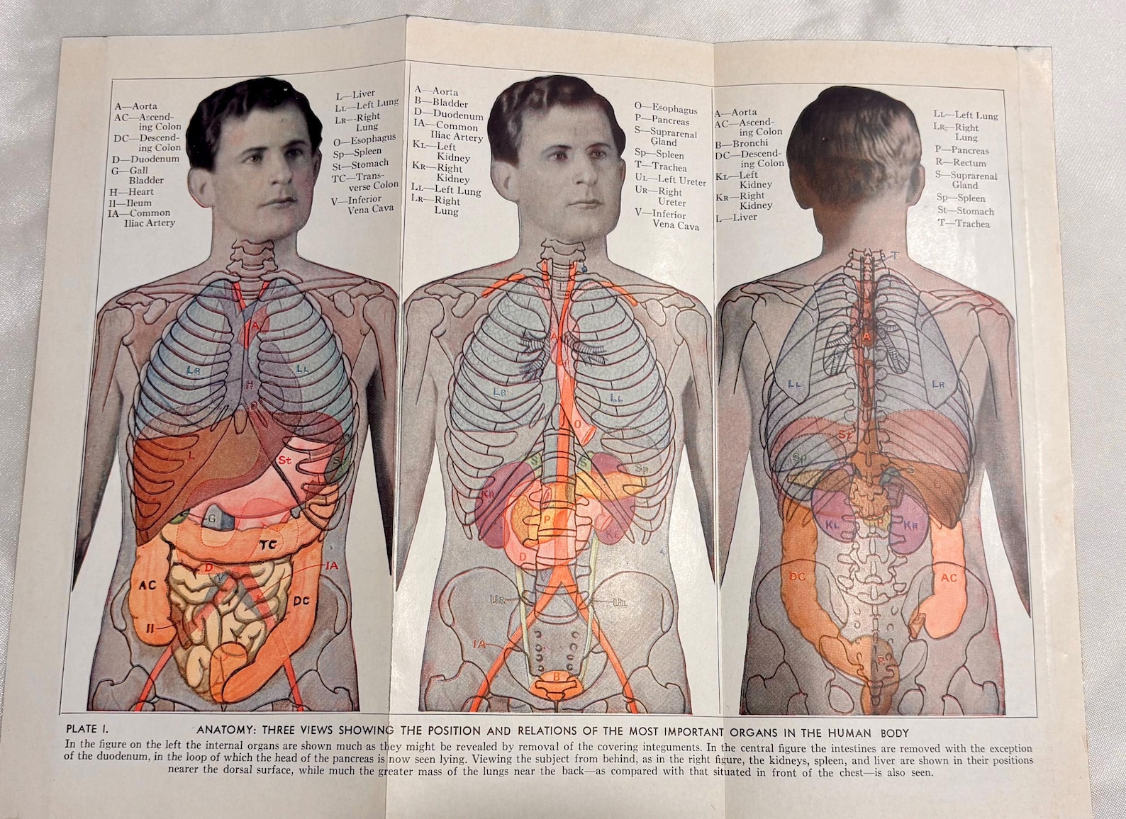 ANATOMY Three Views Human Body Plate I 1941 Illustration Medical - Etsy