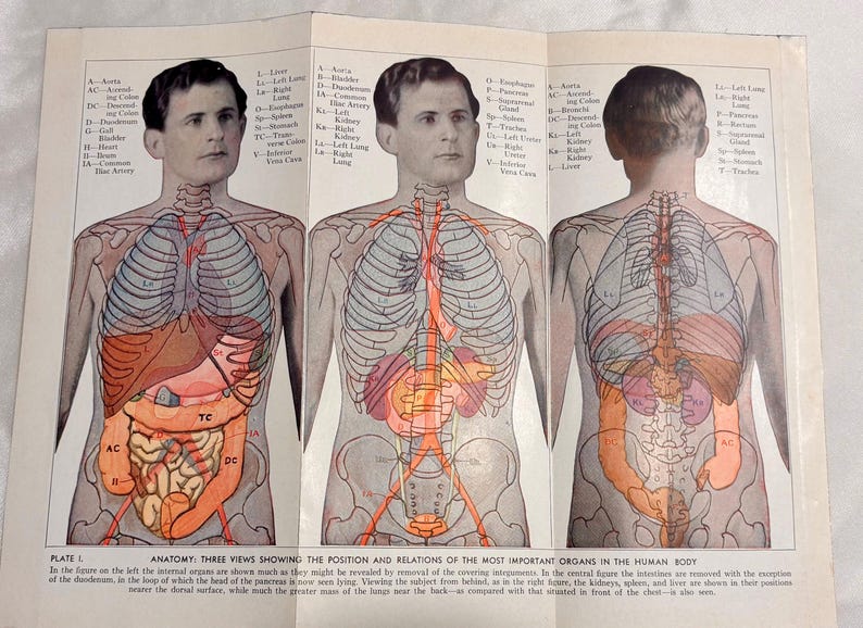 ANATOMY Three Views Human Body Plate I 1941 Illustration Medical - Etsy
