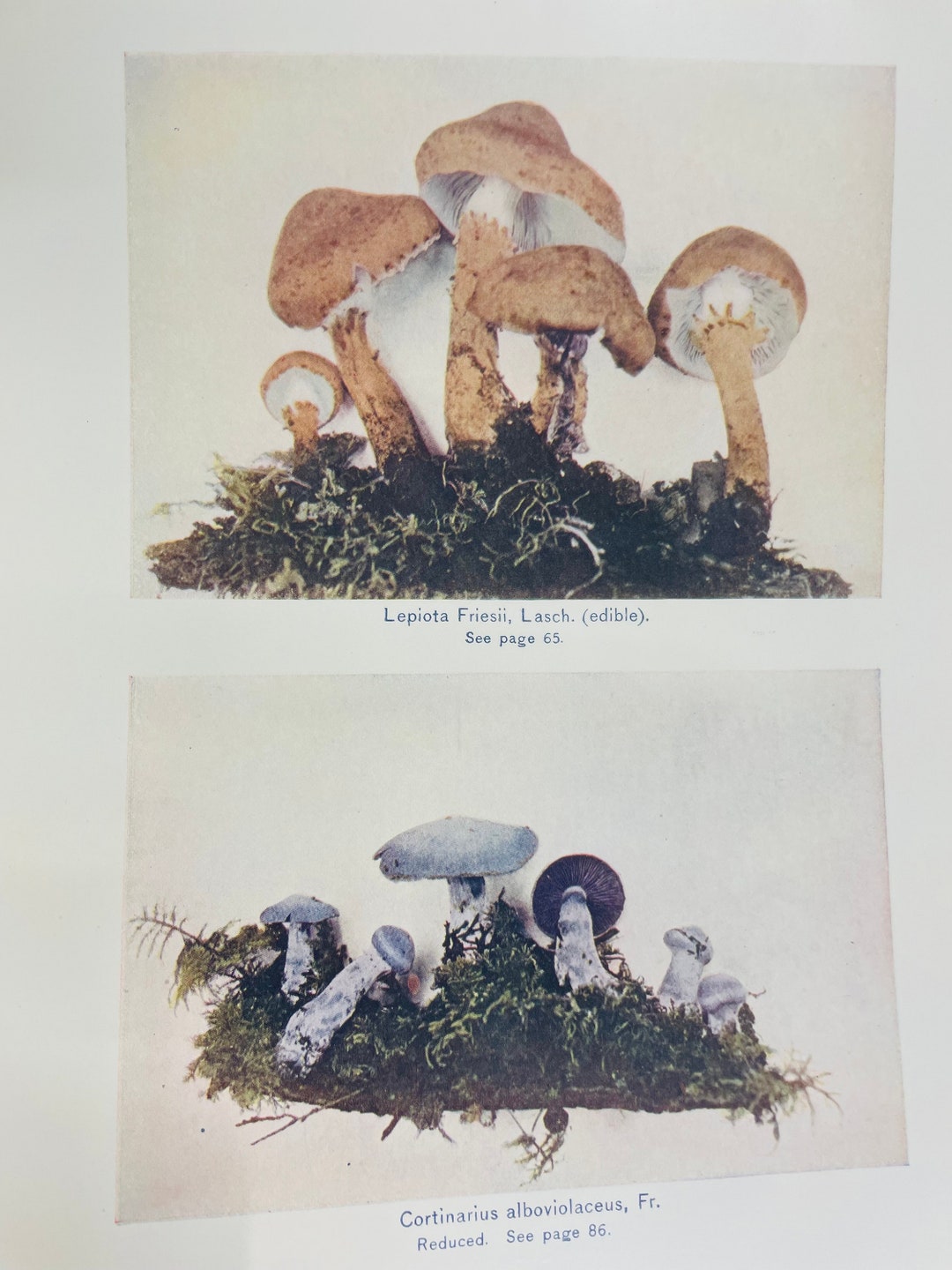 Lepiota Friesii Lasch + Cortinarius Alboviolaceus Fr Mushroom Colour ...