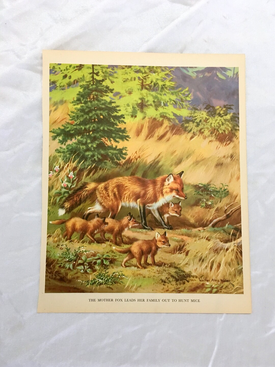 Walter Alois Weber FOX With Babies Art 1934 FREE Animal Litho Print US ...